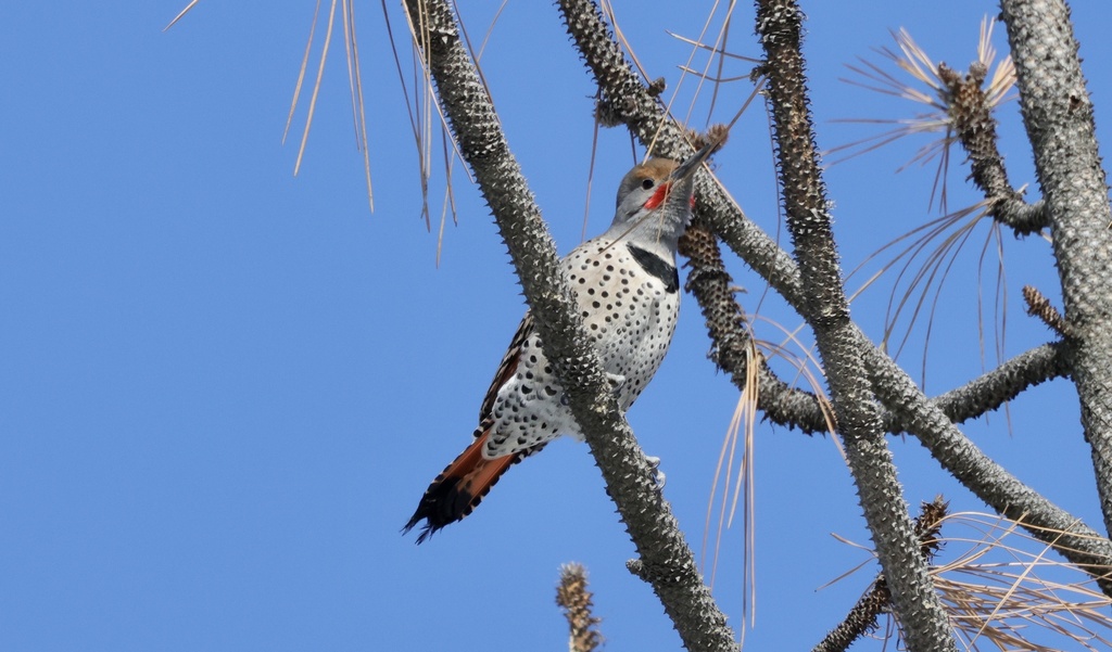 Northern Flicker from Cheney, WA, US on March 04, 2023 at 01:04 PM by ...