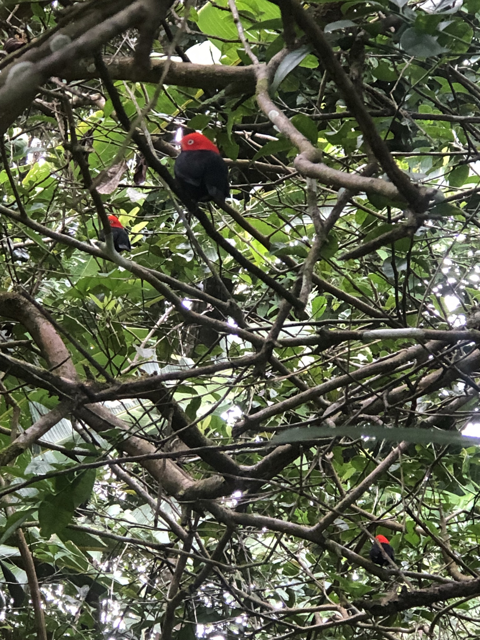 Pipra mentalis P.L.Sclater, 1857