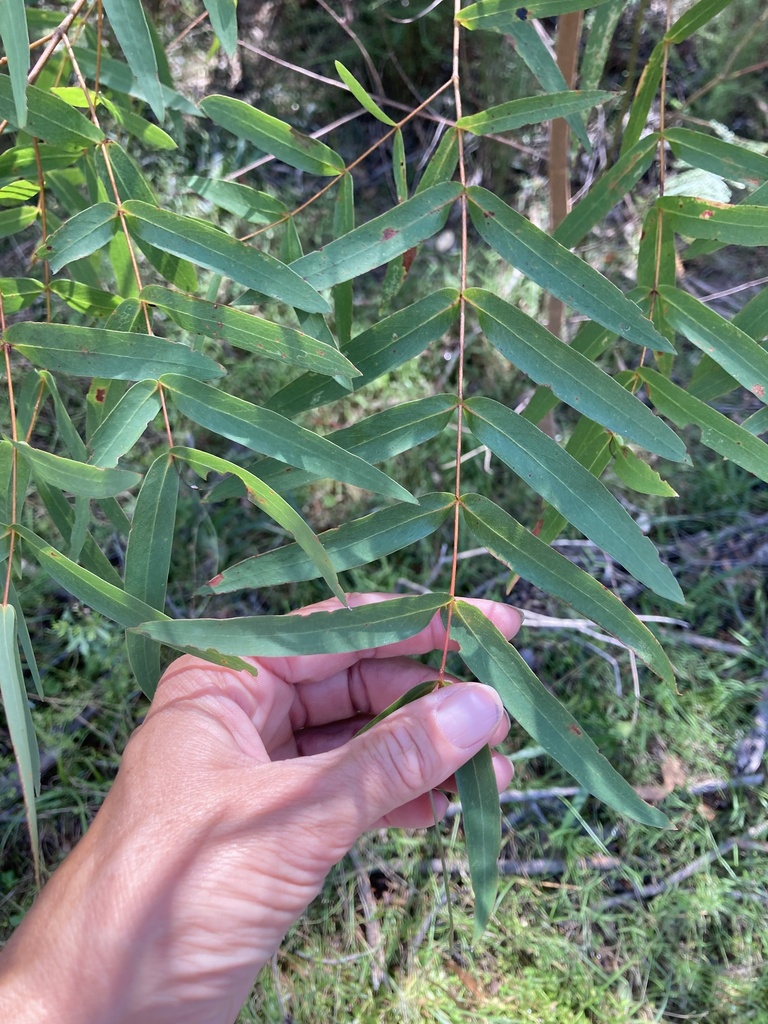 River Peppermint from Timbillica State Forest, Timbillica, NSW, AU on ...