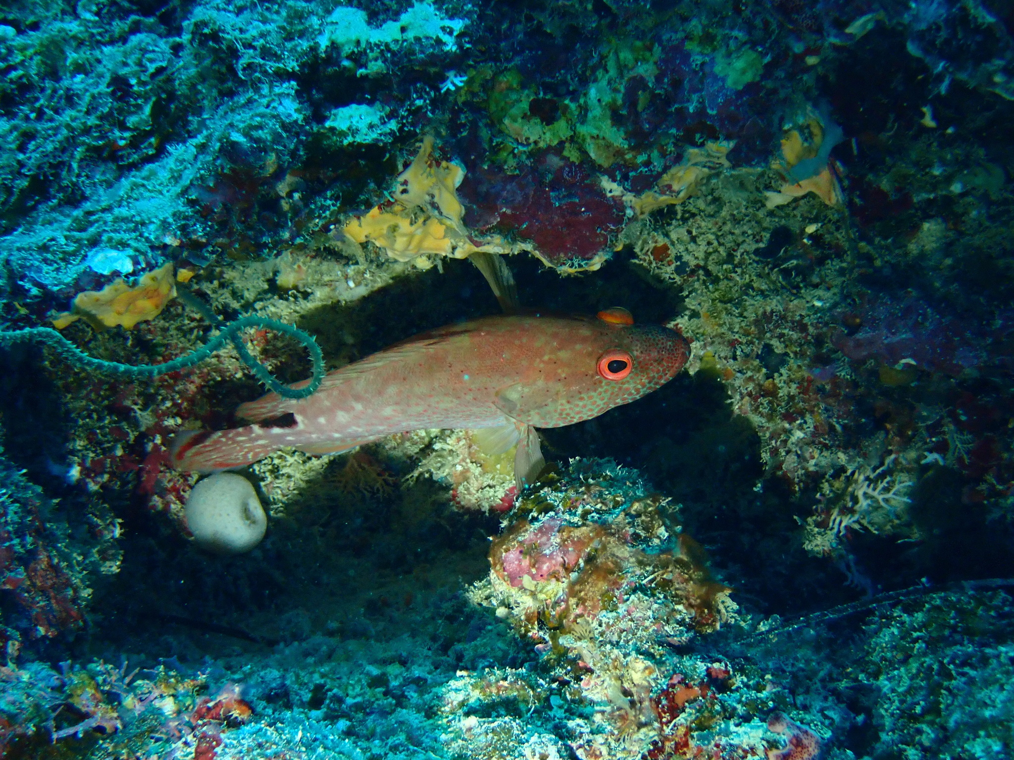 Cephalopholis leopardus (Lacepède, 1801)