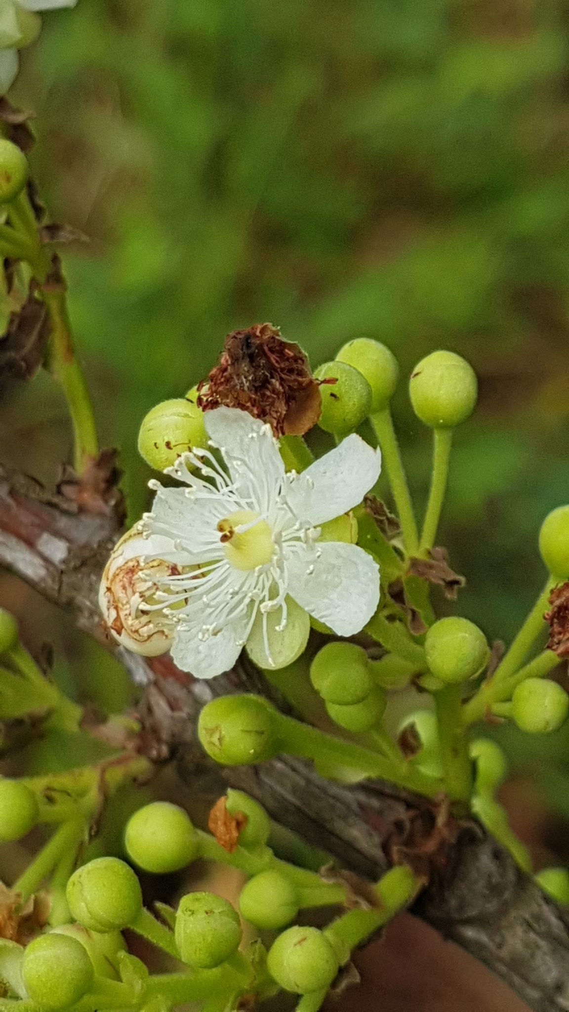 Curatella americana L.