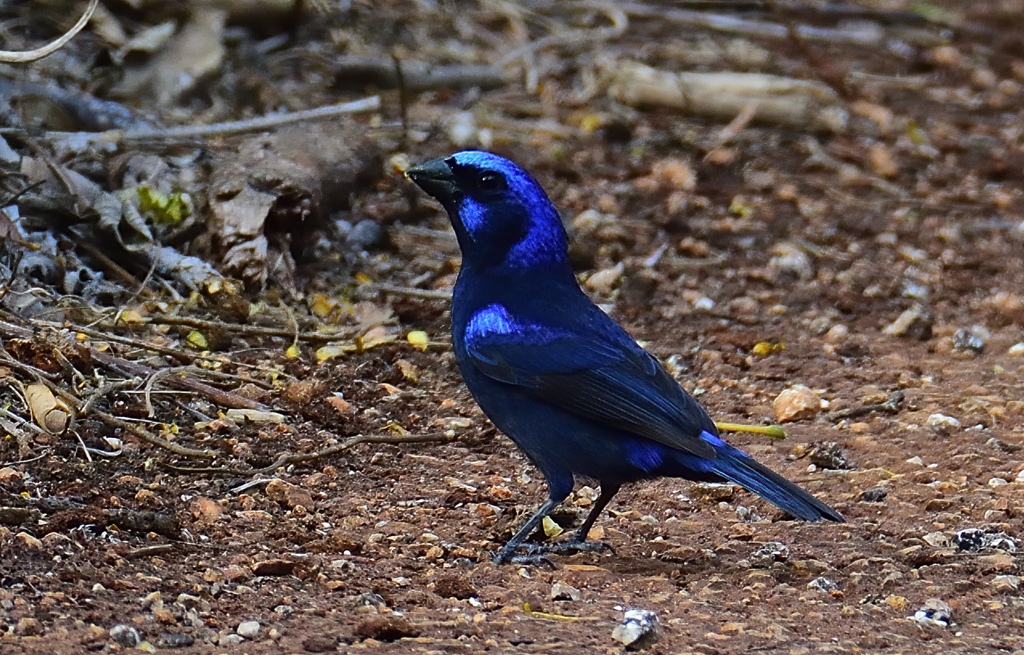 Blue Bunting from Oxkutzcab Municipality, Yucatan, Mexico on February ...