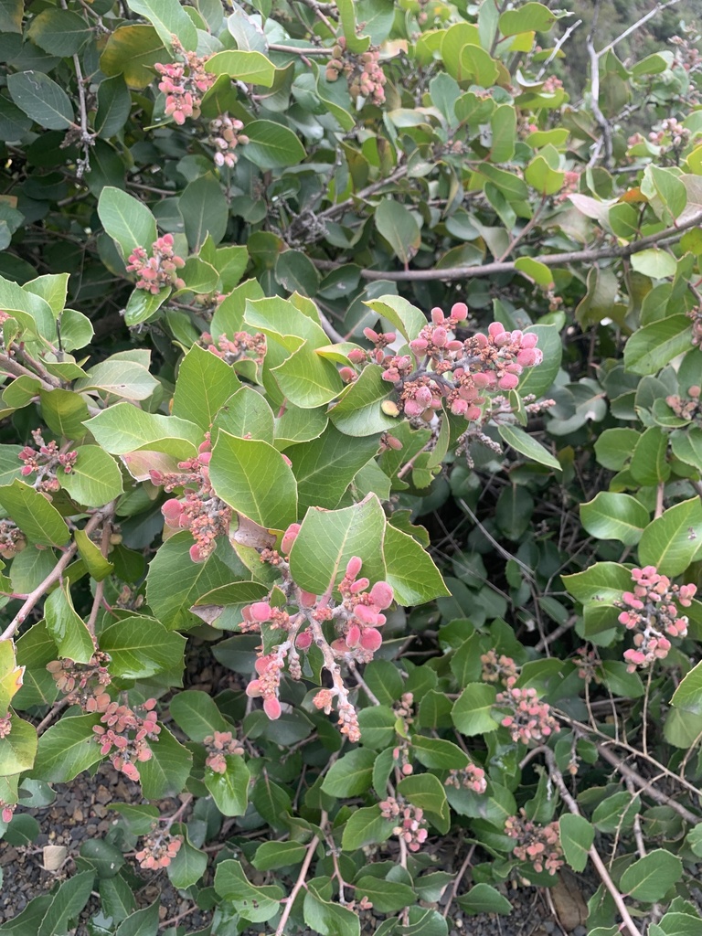 sugar bush × lemonade berry hybrid from Point Mugu State Park, Oxnard ...