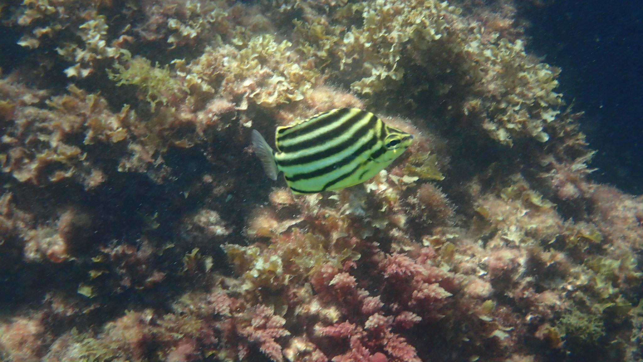 Microcanthus strigatus (Cuvier, 1831)