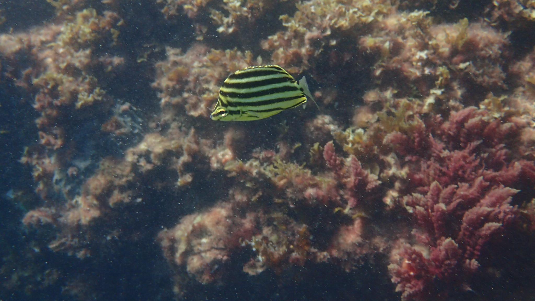 Microcanthus strigatus (Cuvier, 1831)