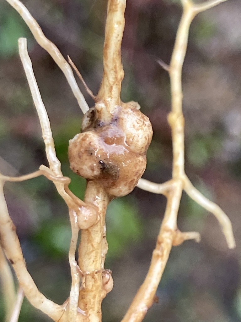 Bradyrhizobium lupini from Portland, OR, US on March 4, 2023 at 04:20 ...