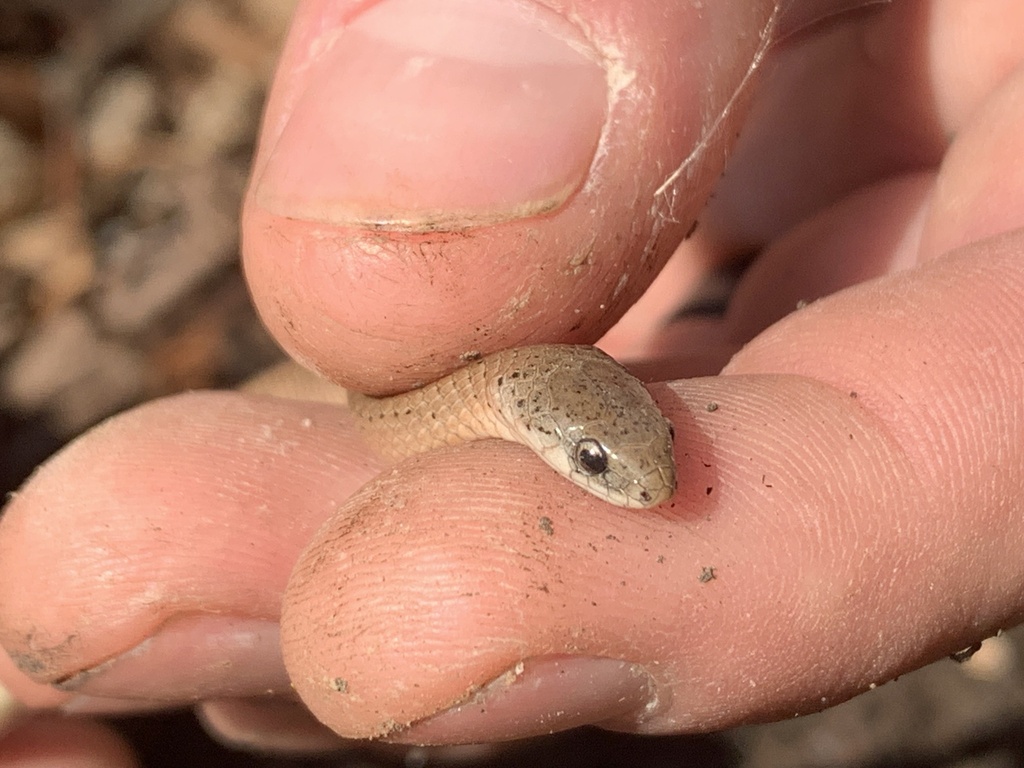 Smooth Earthsnake from Roaring Fork Dr, Wildwood, MO, US on March 04 ...