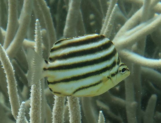 Microcanthus strigatus (Cuvier, 1831)