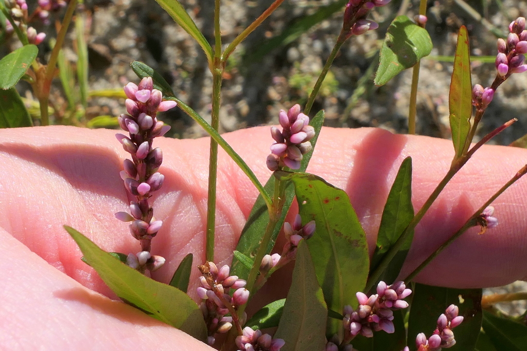 Puritan Smartweed in September 2021 by doug_mcgrady. Persicaria ...