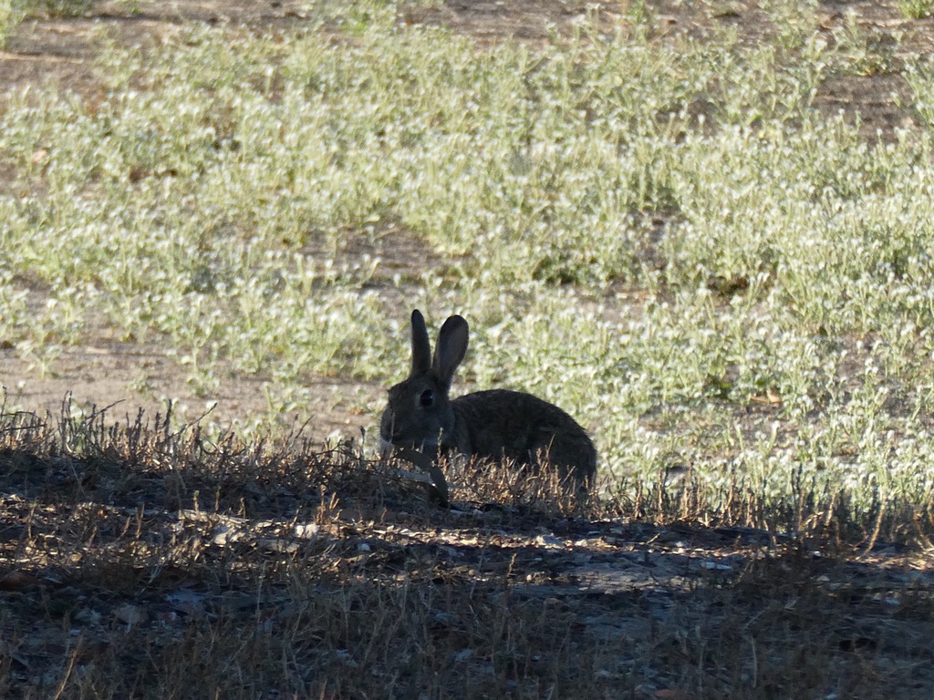 European Rabbit from 14 Steens Rd, Axe Creek VIC 3551, Australia on ...