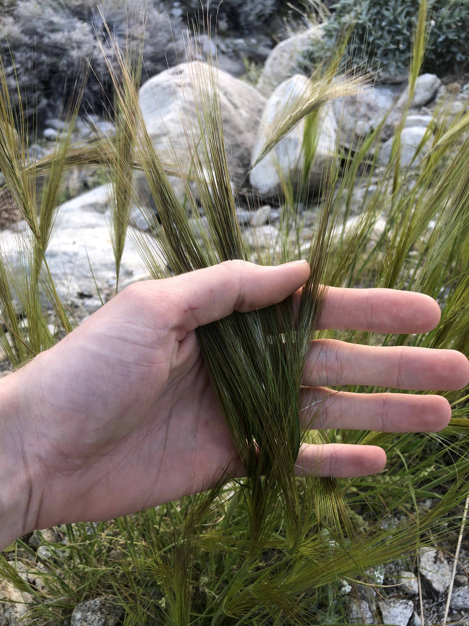 Stipellula capensis (Thunb.) Röser & Hamasha