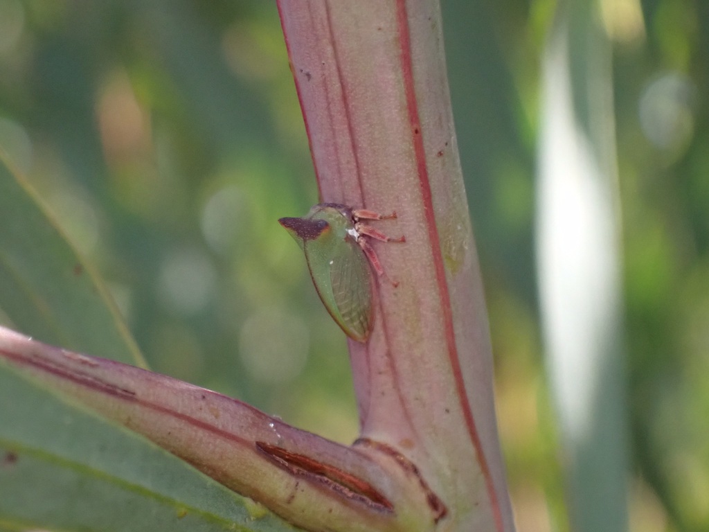 Green Treehopper from 14 Steens Rd, Axe Creek VIC 3551, Australia on ...