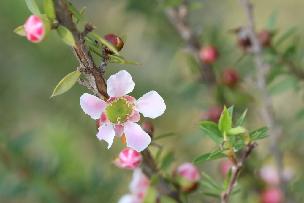 Peach-flowered Tea Tree from Patonga NSW 2256, Australia on February 05 ...