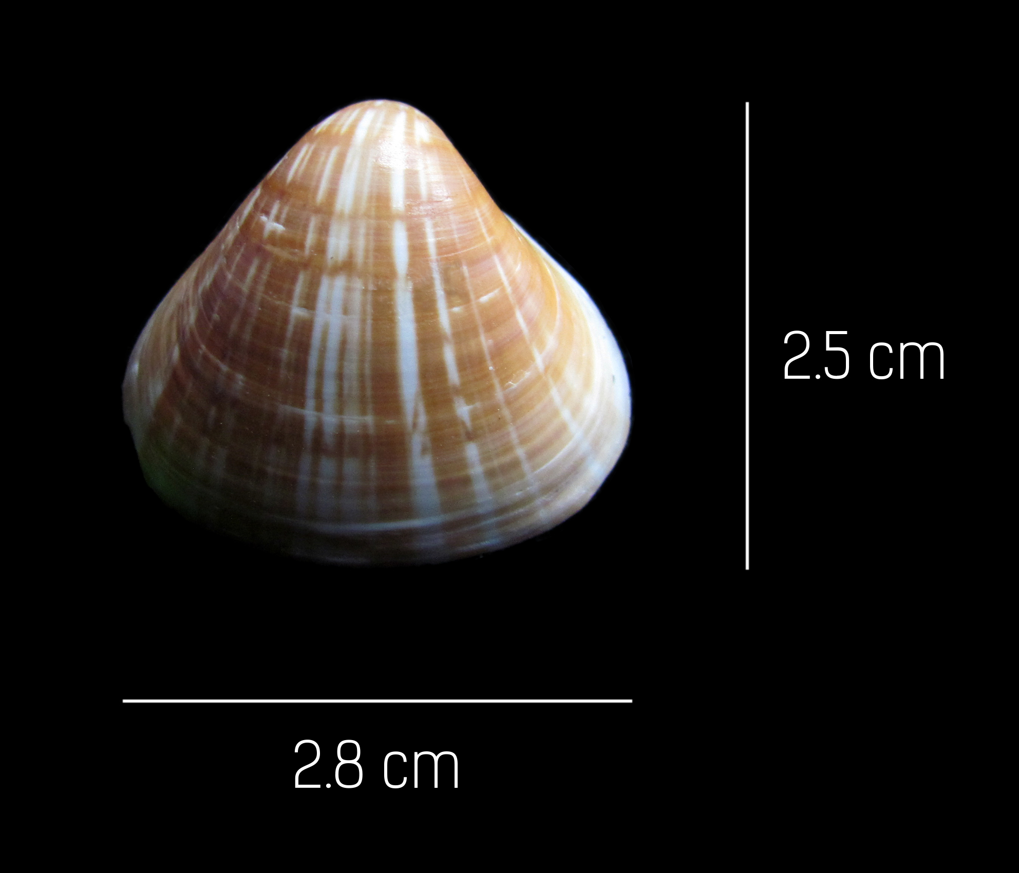 Tivela byronensis (Gray, 1838)