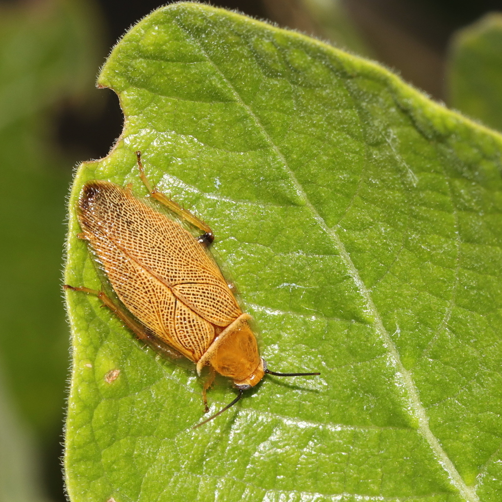 bush cockroach from Town Common, Townsville QLD, Australia on February ...