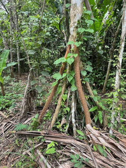 Socratea exorrhiza (Mart.) H.Wendl.