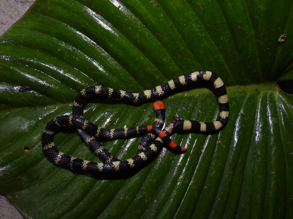Micrurus mipartitus mipartitus from Reserva ProAves El Pangan on May 14 ...