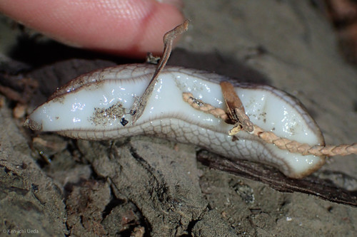 Photo 2590904, (c) Ken-ichi Ueda, some rights reserved (CC BY ...