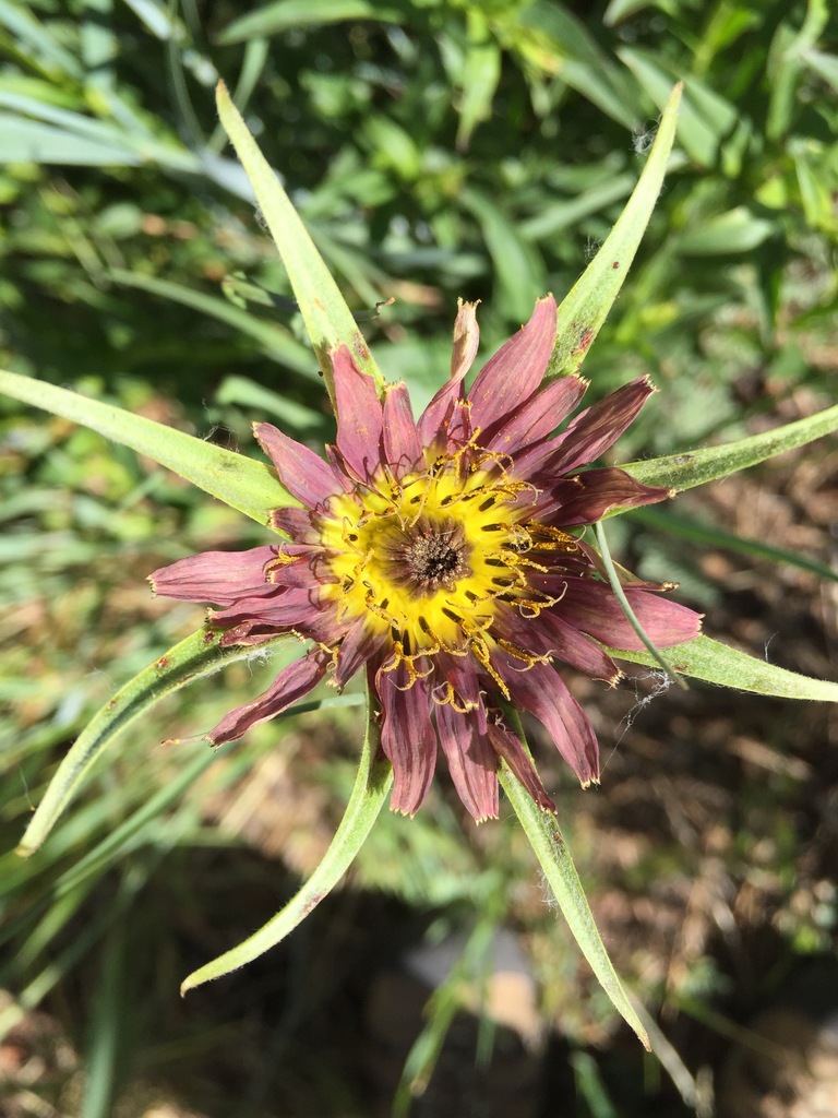 remarkable goatsbeard from Flagstaff, AZ, USA on June 03, 2019 at 08:42 ...