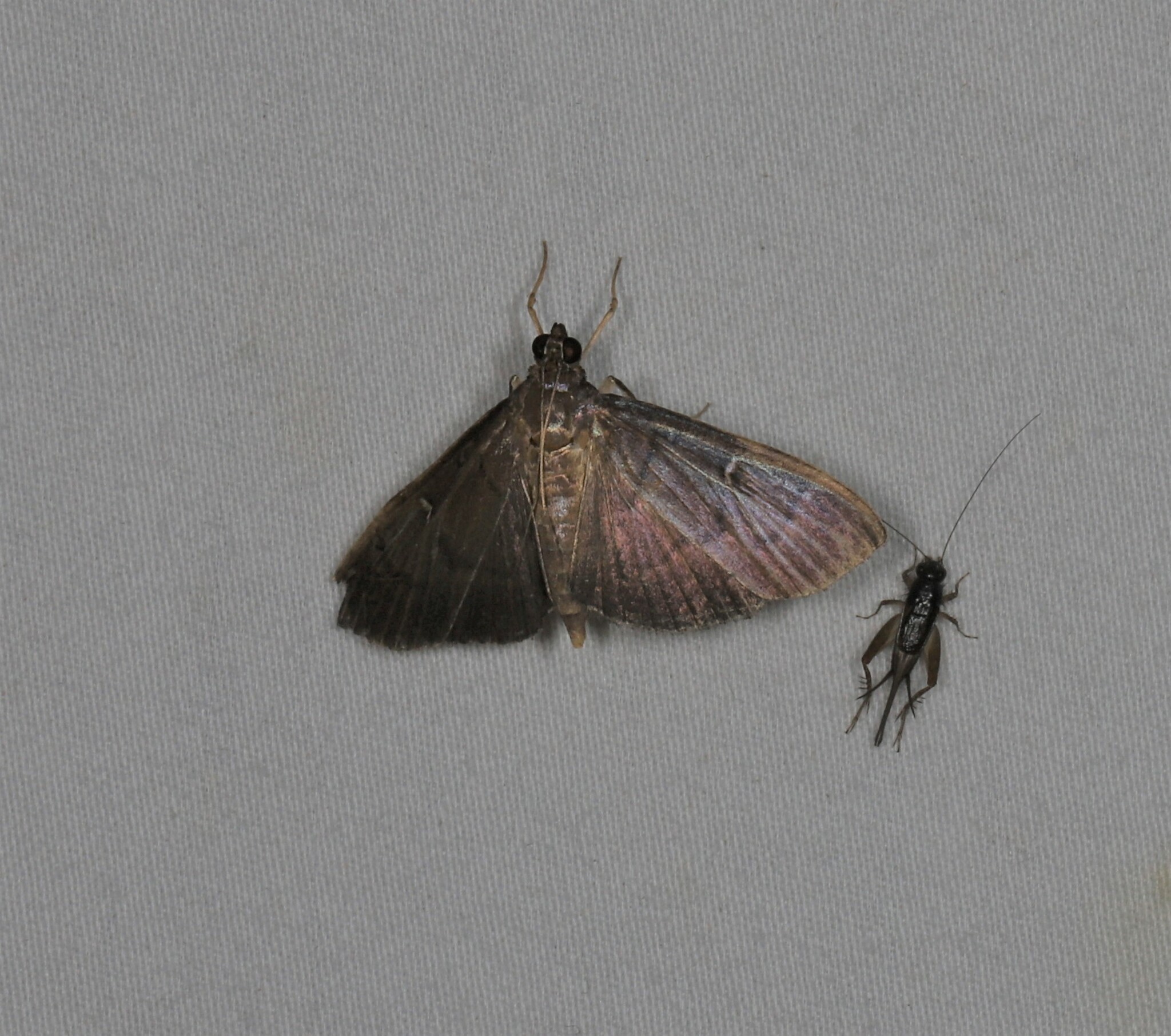 Pramadea Moore, 1888