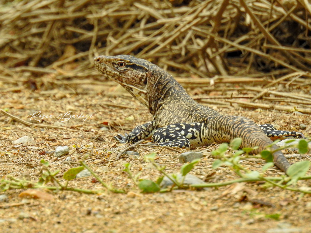 False Monitor in February 2023 by Roger G. Barboza Castro · iNaturalist