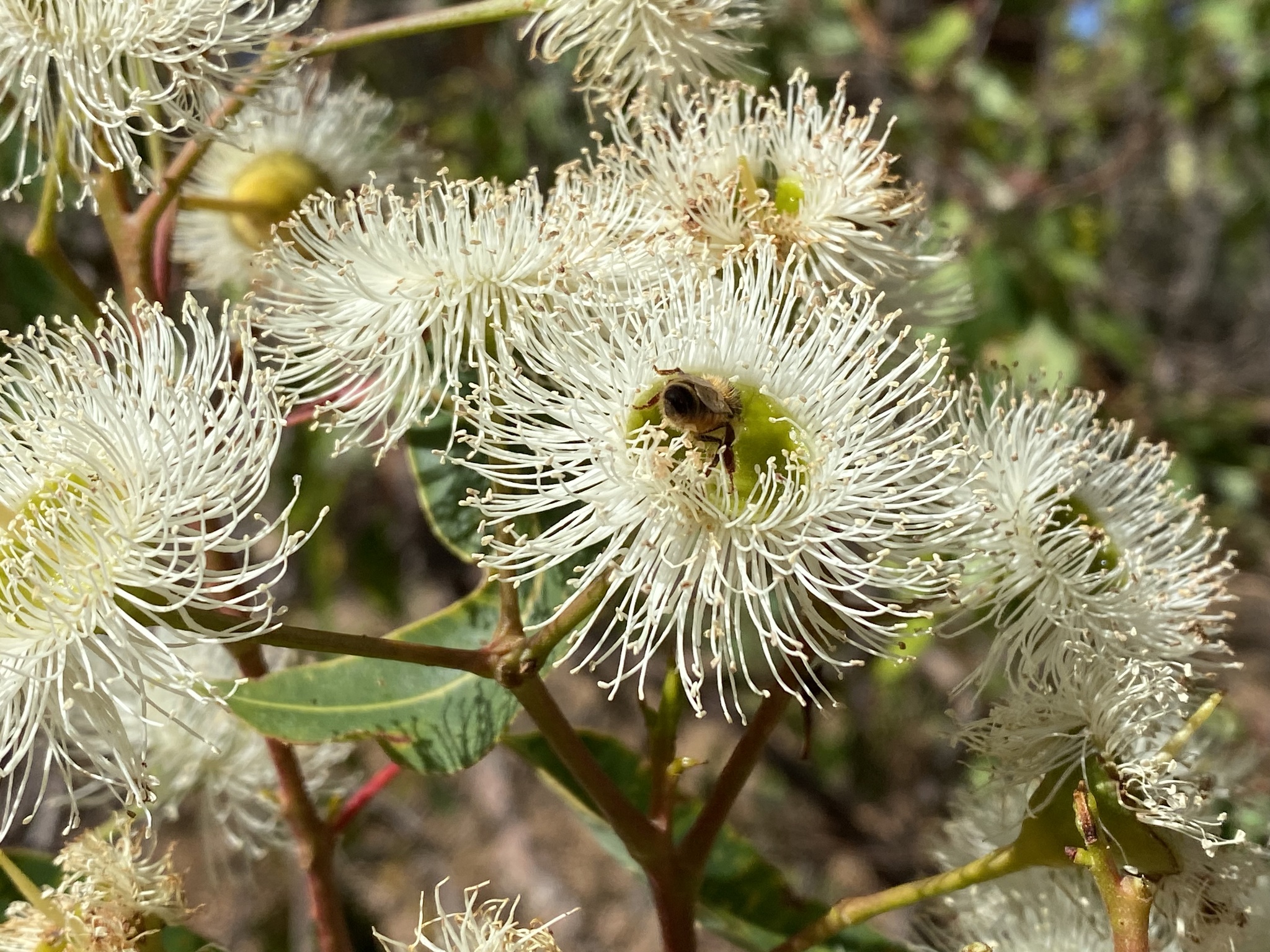 Corymbia calophylla (Lindl.) K.D.Hill & L.A.S.Johnson