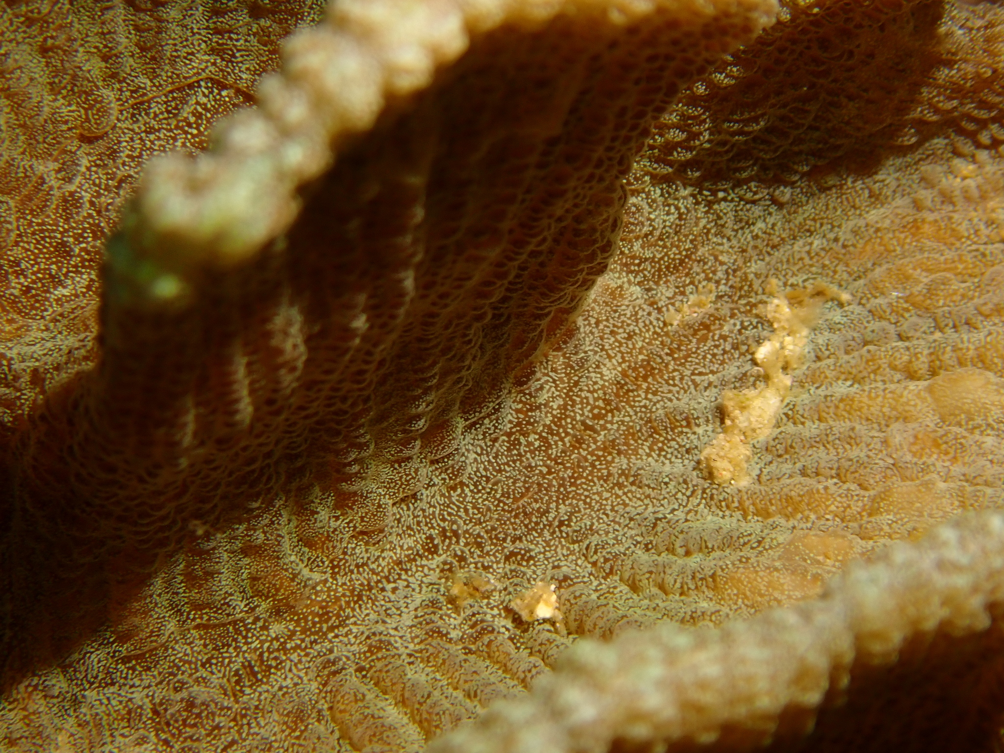 Pectinia lactuca (Pallas, 1766)