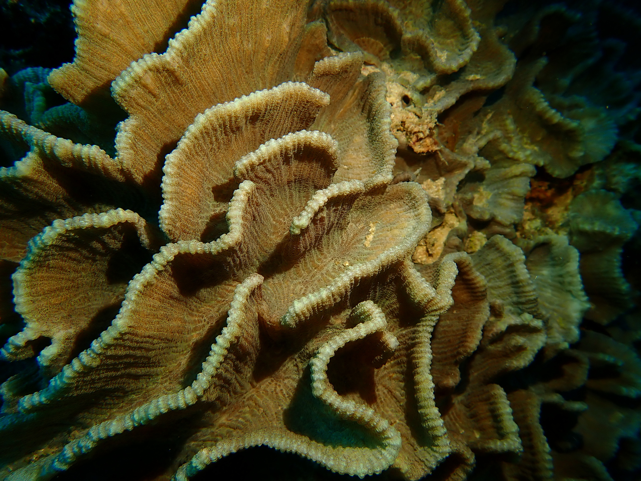 Pectinia lactuca (Pallas, 1766)