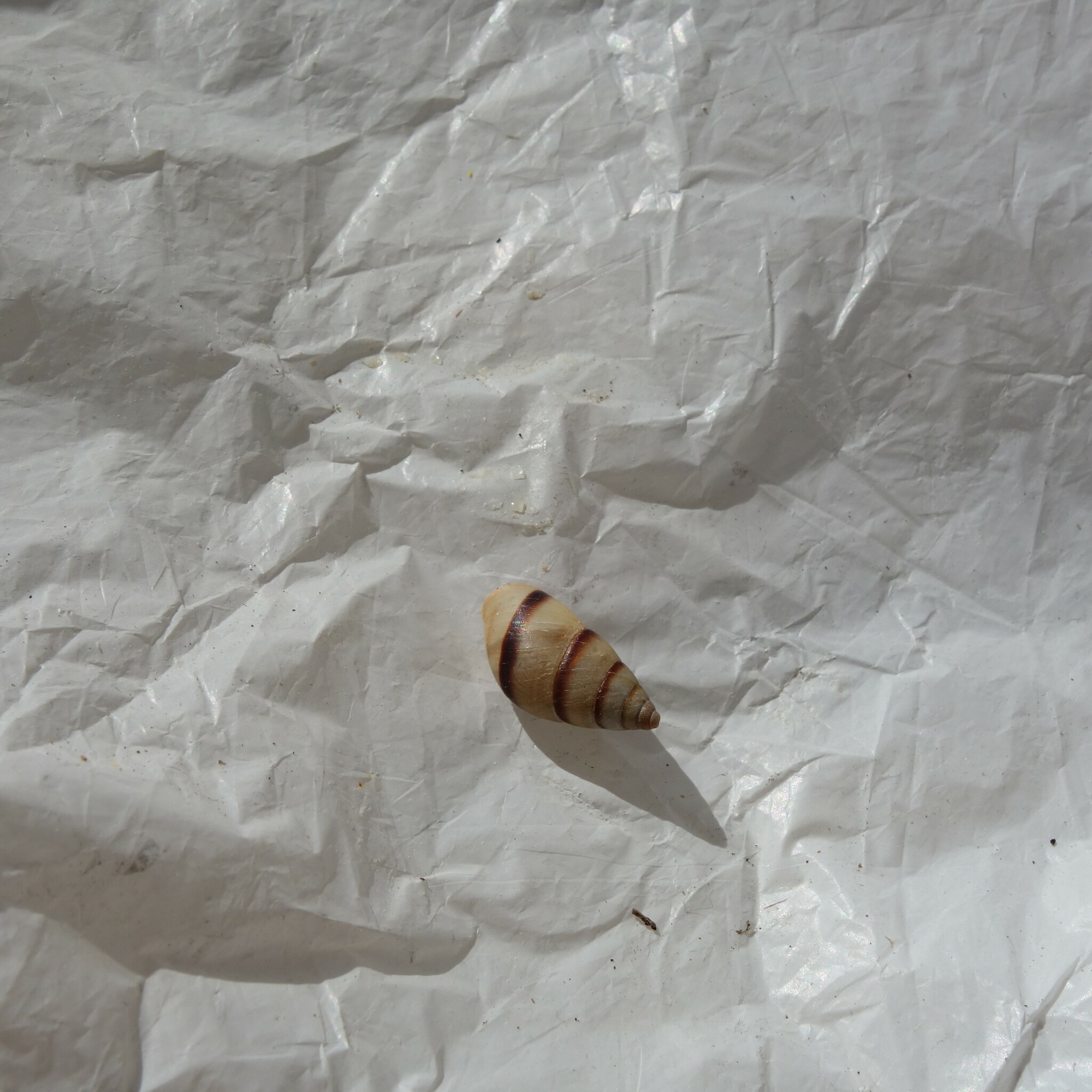 Bulimulus guadalupensis (Bruguière, 1789)