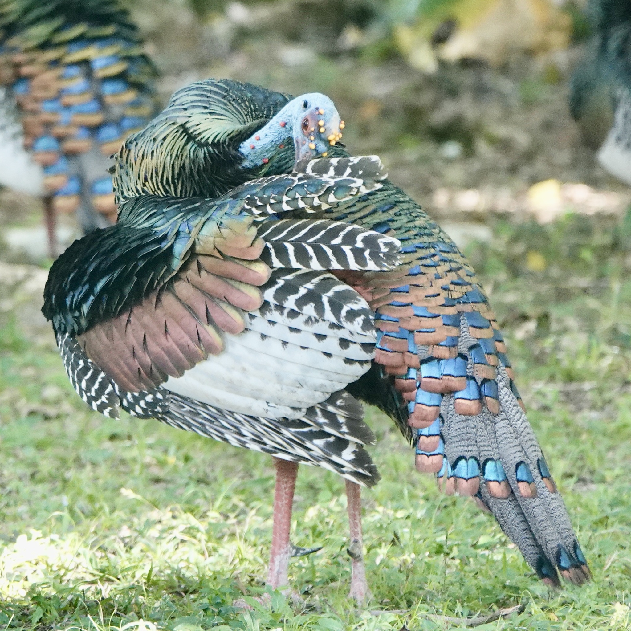 Meleagris ocellata Cuvier, 1820