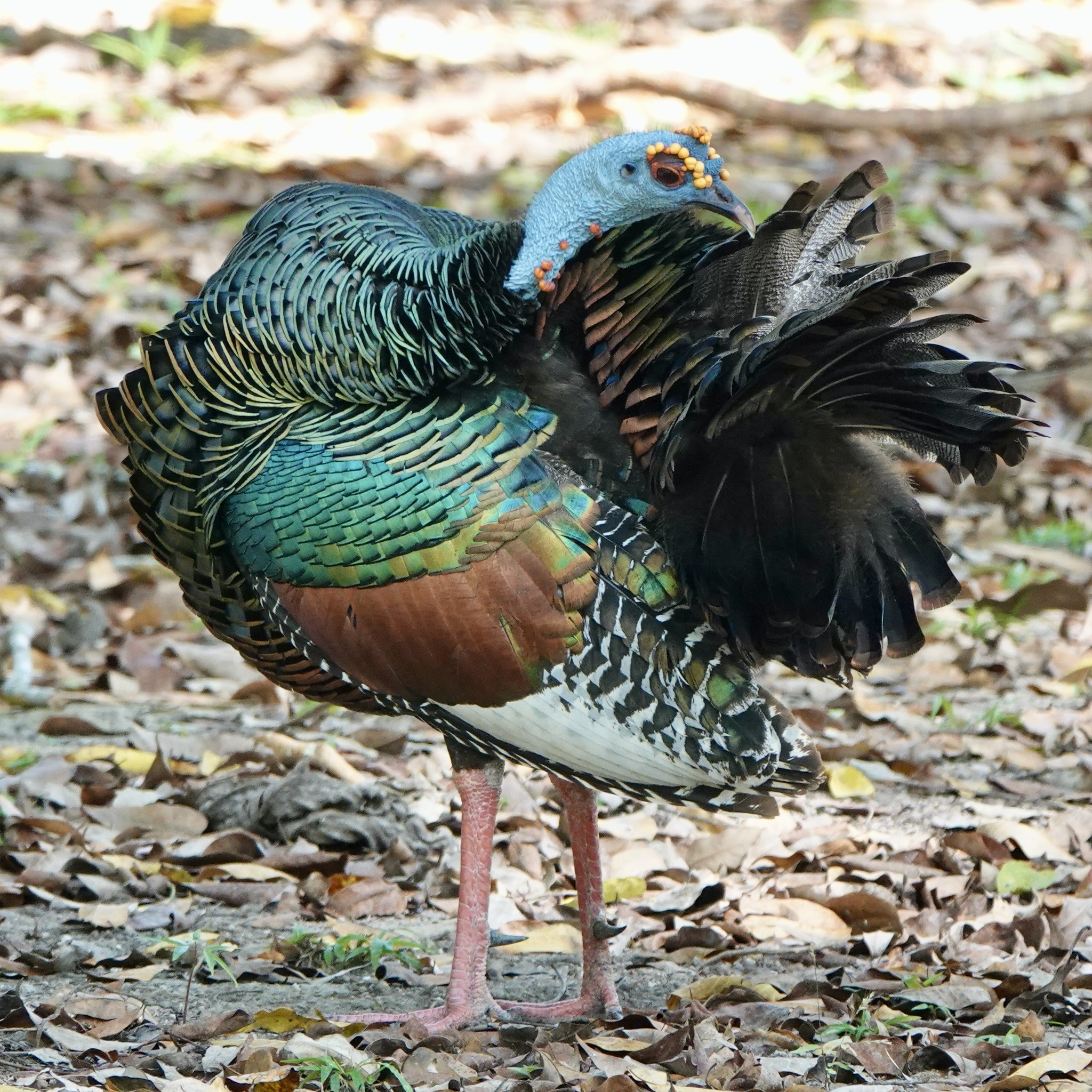 Meleagris ocellata Cuvier, 1820