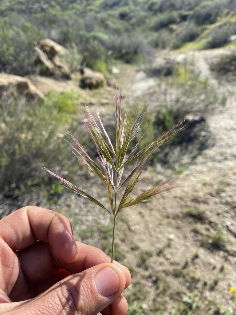 Red Brome from Bloomington, CA, US on March 3, 2023 at 12:32 PM by ...