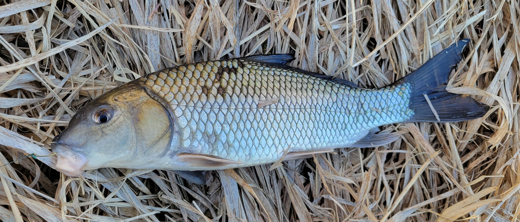 Carpiodes cyprinus (Lesueur, 1817)