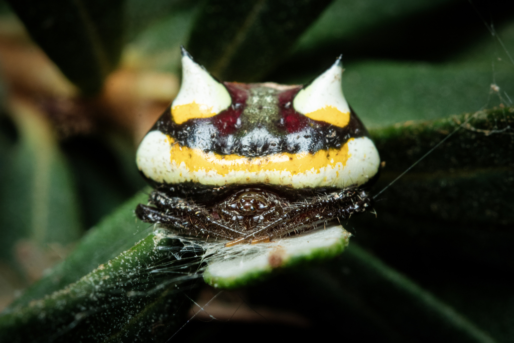 Two-spined spider from Australia; Victoria; Rosebud; Betty Clift ...