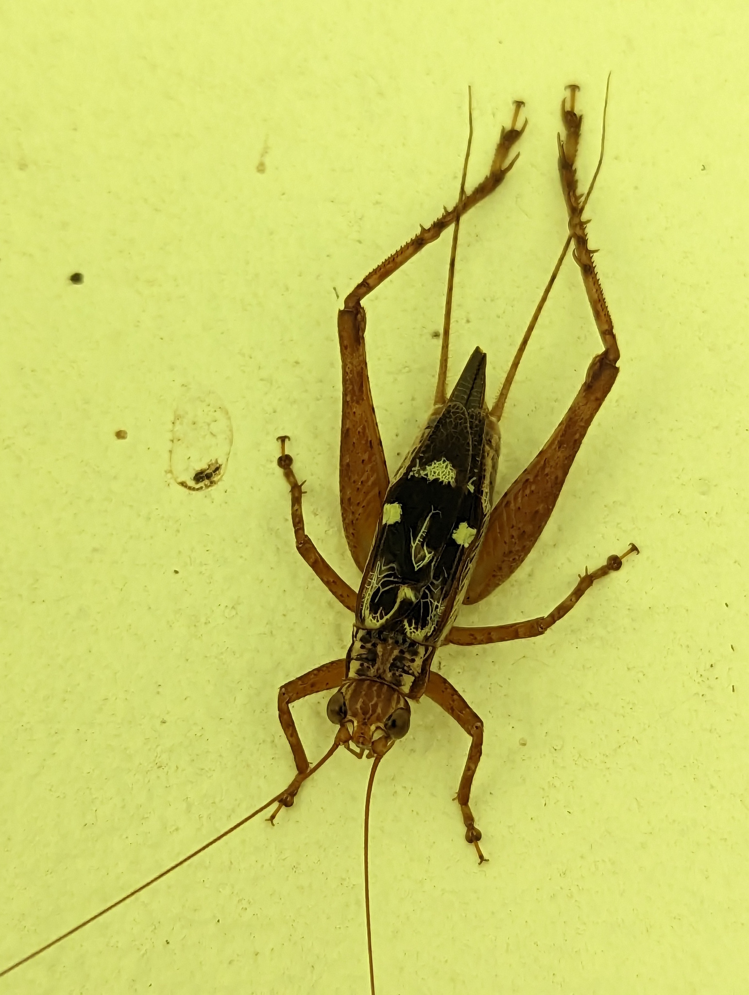 Cardiodactylus Saussure, 1878