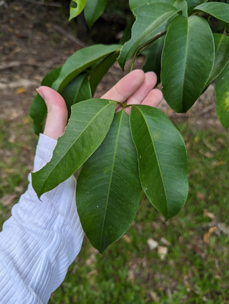 Melicope from Gulngai QLD 4856, Australia on March 04, 2023 at 03:33 PM ...