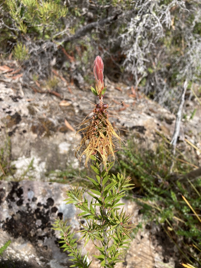 Melaleuca virens from Mount Field National Park, Mount Field, TAS, AU ...
