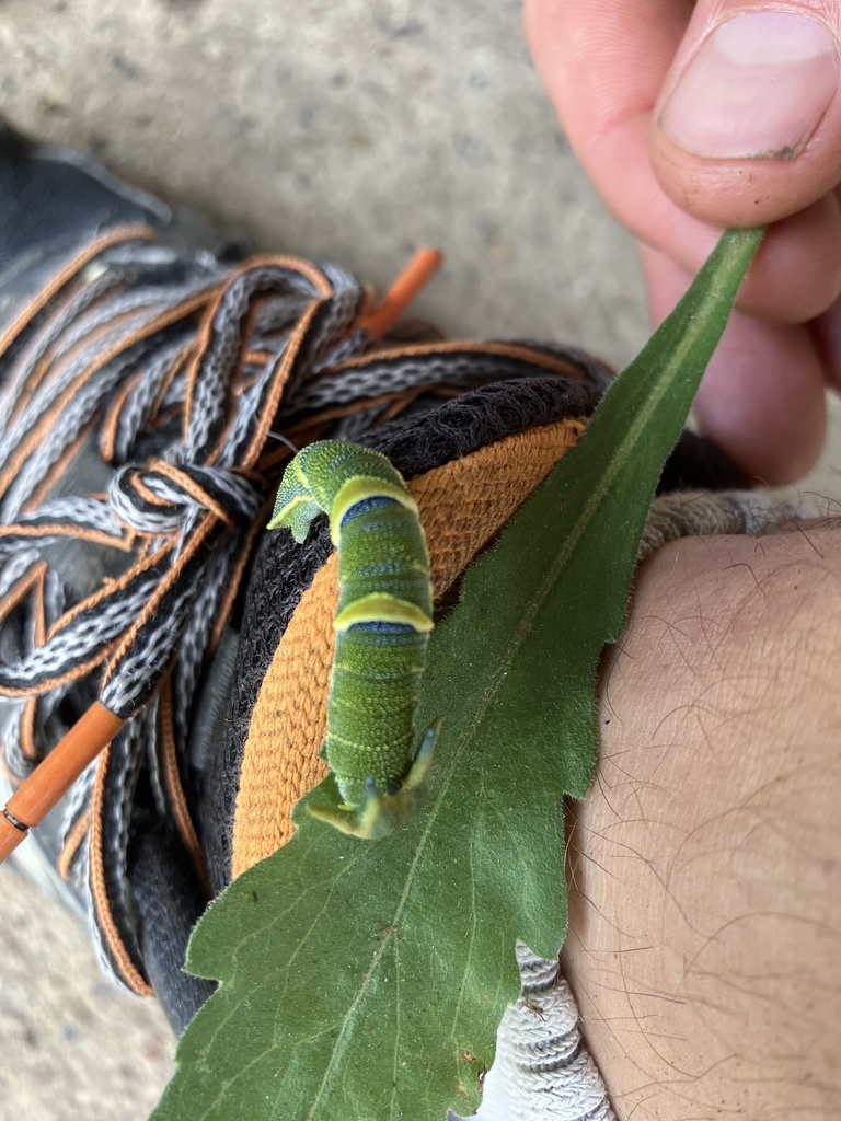 Tailed Emperor from Warramoo Cr, Narrabundah, ACT, AU on March 5, 2023 ...
