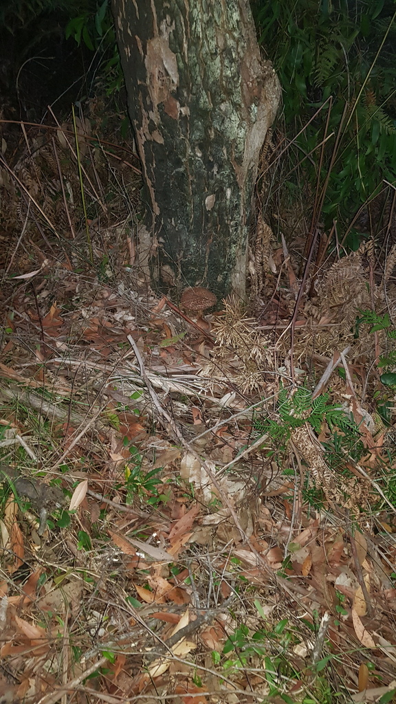 Boletellus deceptivus from Sydney NSW, Australia on March 02, 2023 at ...