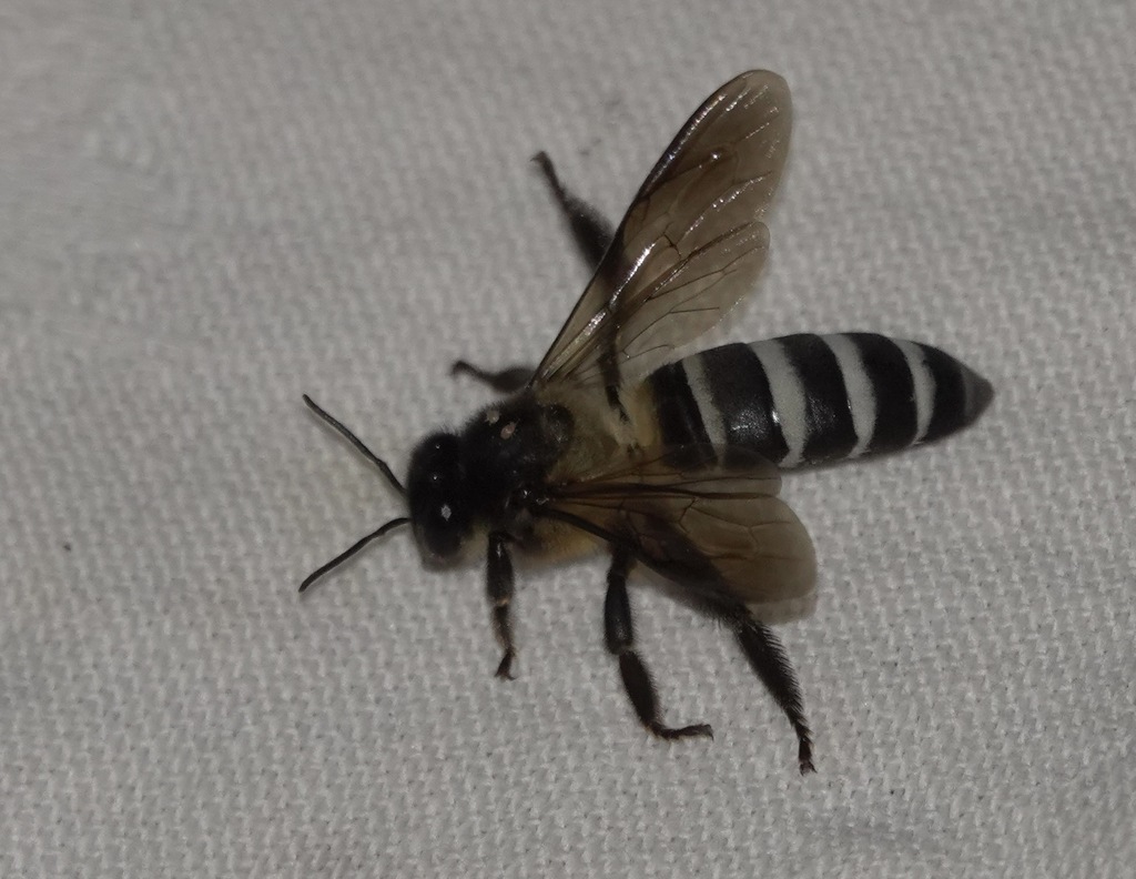 Philippine Giant Honey bee from Bagumbayan Pequeno (M), Goa, Camarines ...