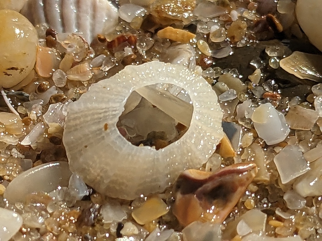 Cap-shaped False Limpet from Valla Beach NSW 2448, Australia on March ...