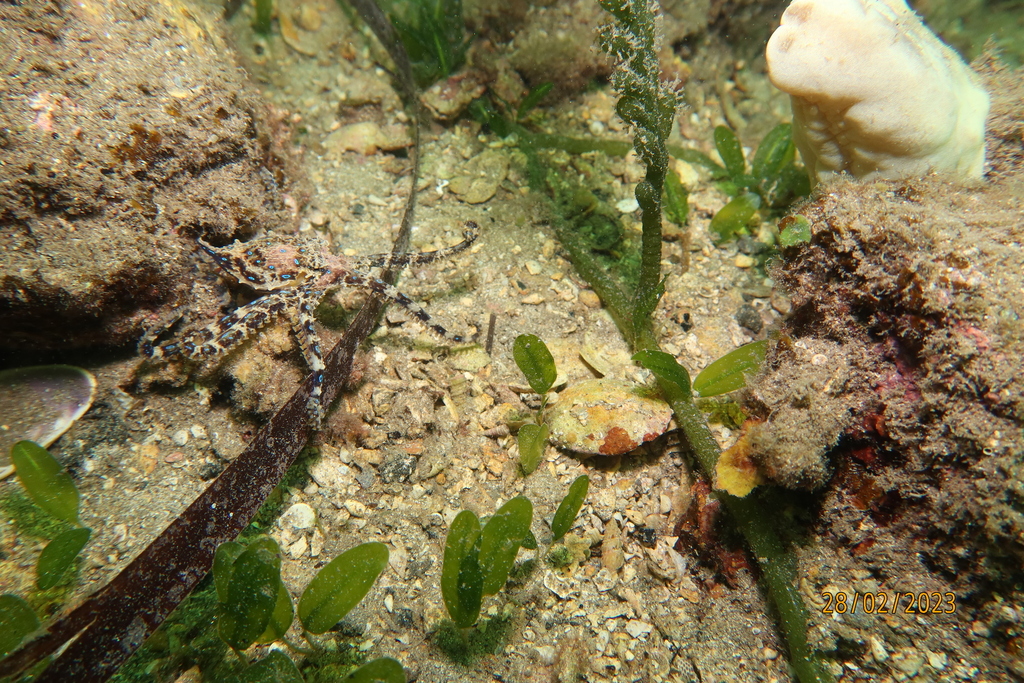 Lesser Blue-ringed Octopus from 5-7 Edith St, Edithburgh SA 5583 ...