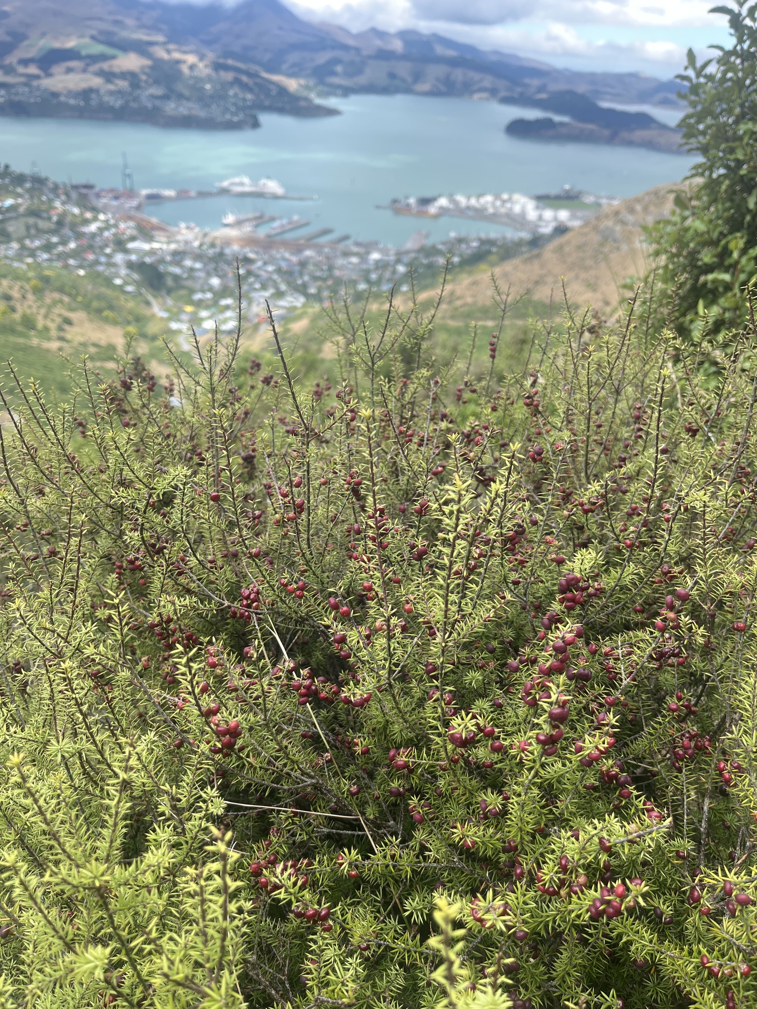 Leptecophylla juniperina (J.R.Forst. & G.Forst.) C.M.Weiller