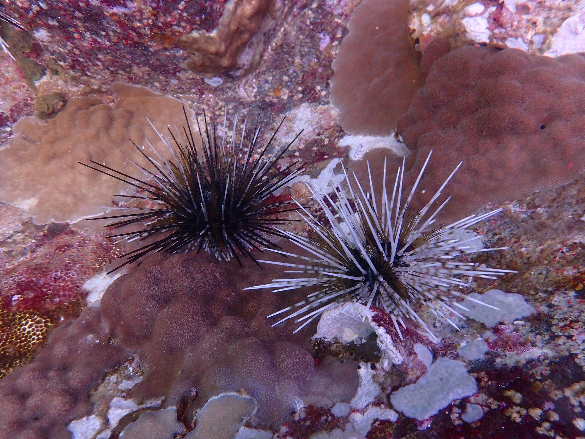 Echinothrix calamaris (Pallas, 1774)