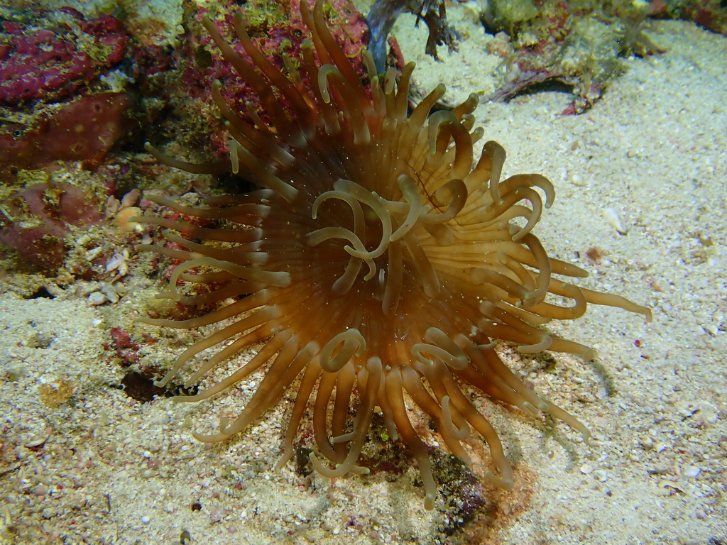 Corkscrew Anemone from Malapascua Island, Daanbantayan, Philippines on ...