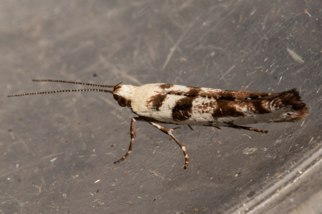 Chrysorthenches porphyritis from Omarama, New Zealand on February 28 ...