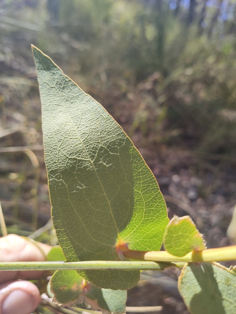 bookleaf from Mundaring, Beelu, AU-WA-MN, AU-WA, AU on March 5, 2023 at ...