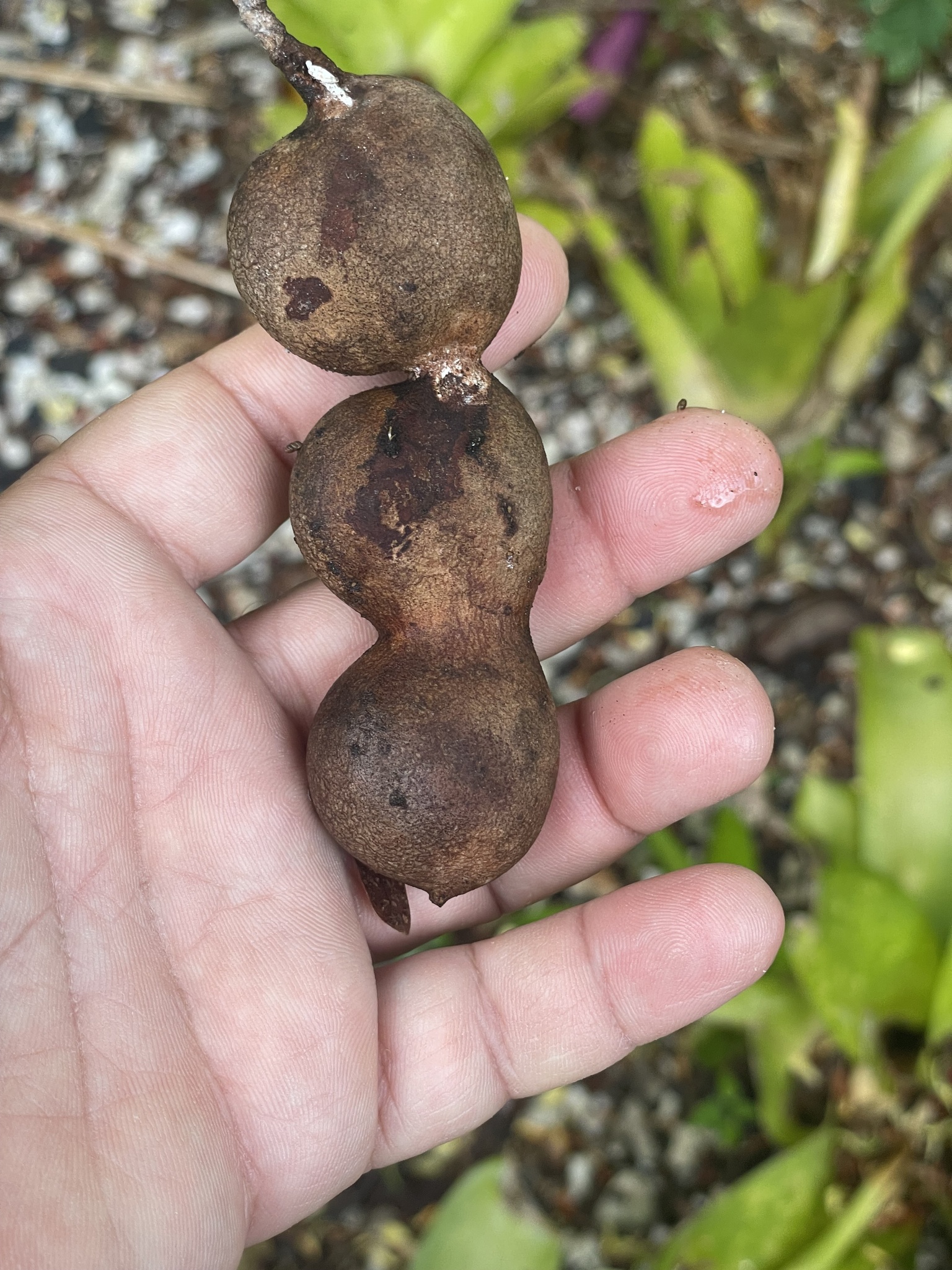 Tamarindus indica L.