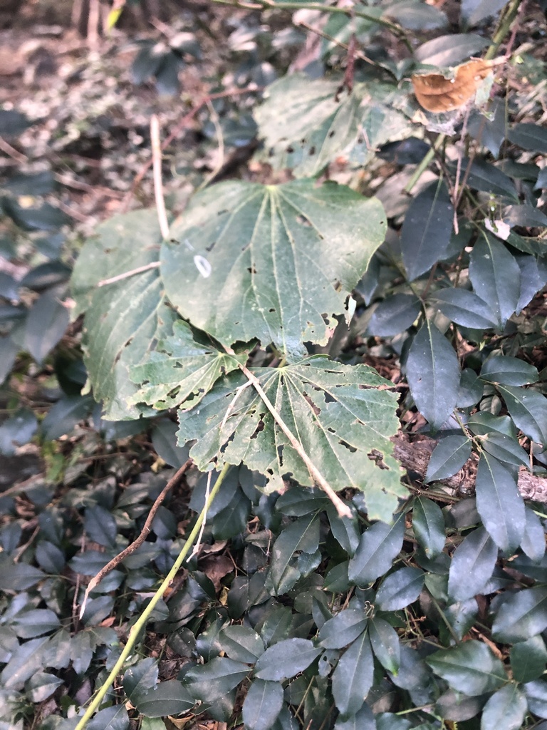 Big-Leaf Vine from Boonah, AU-QL, AU on March 05, 2023 at 04:03 PM by ...