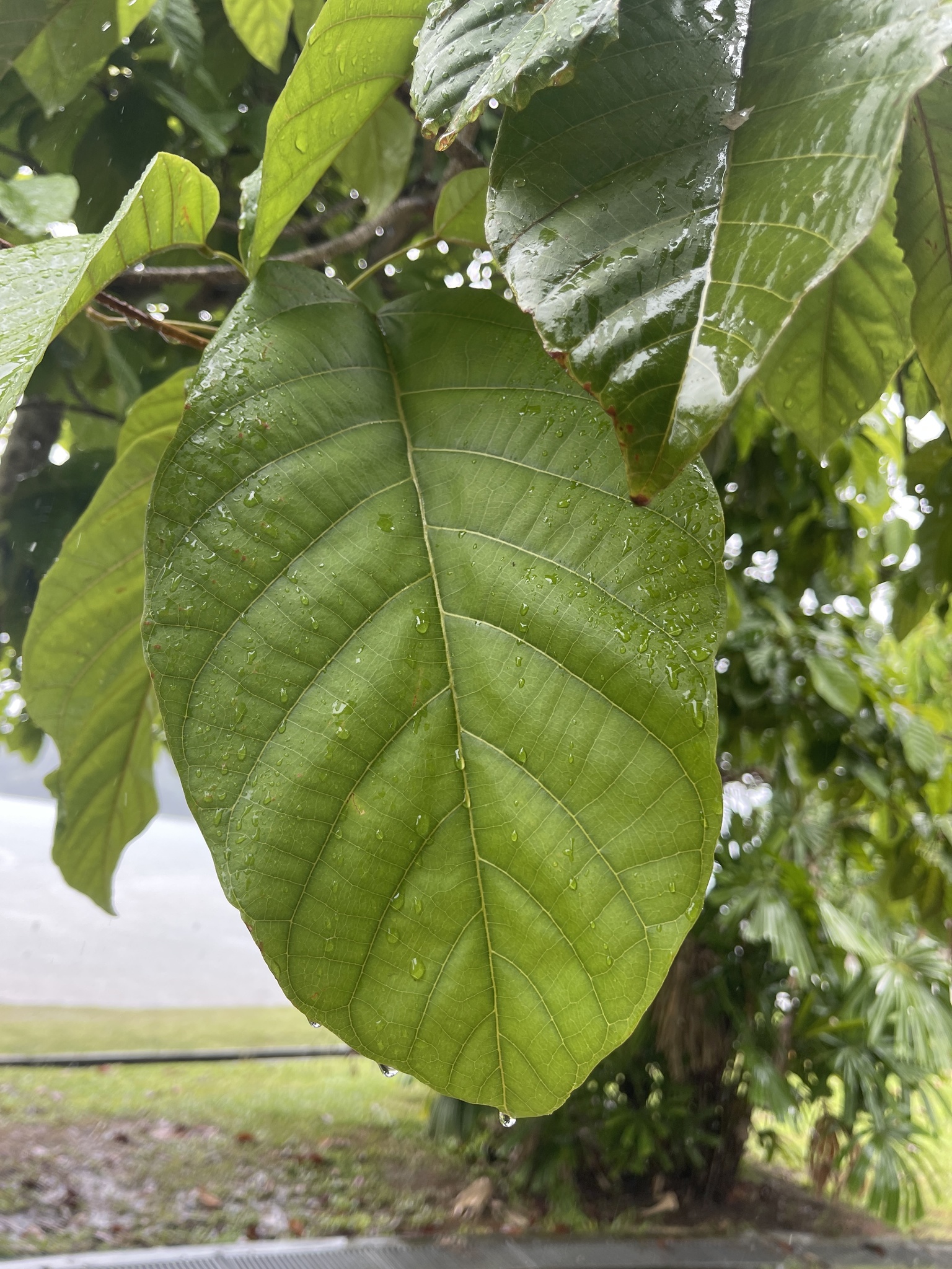 Sterculia parviflora Roxb.